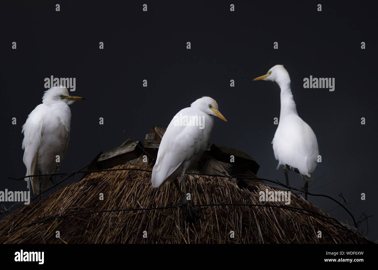 Togetherness egret hi-res stock photography and images - Alamy