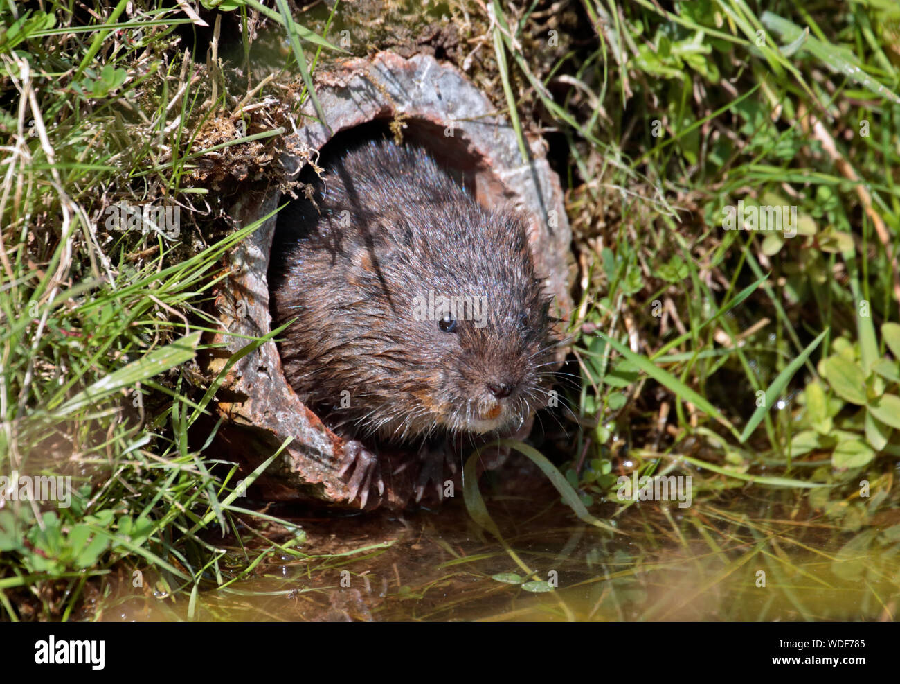 European Water Vole (arvicola amphibious Stock Photo - Alamy