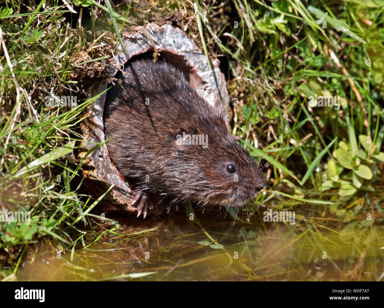 European Water Vole (arvicola amphibious Stock Photo - Alamy
