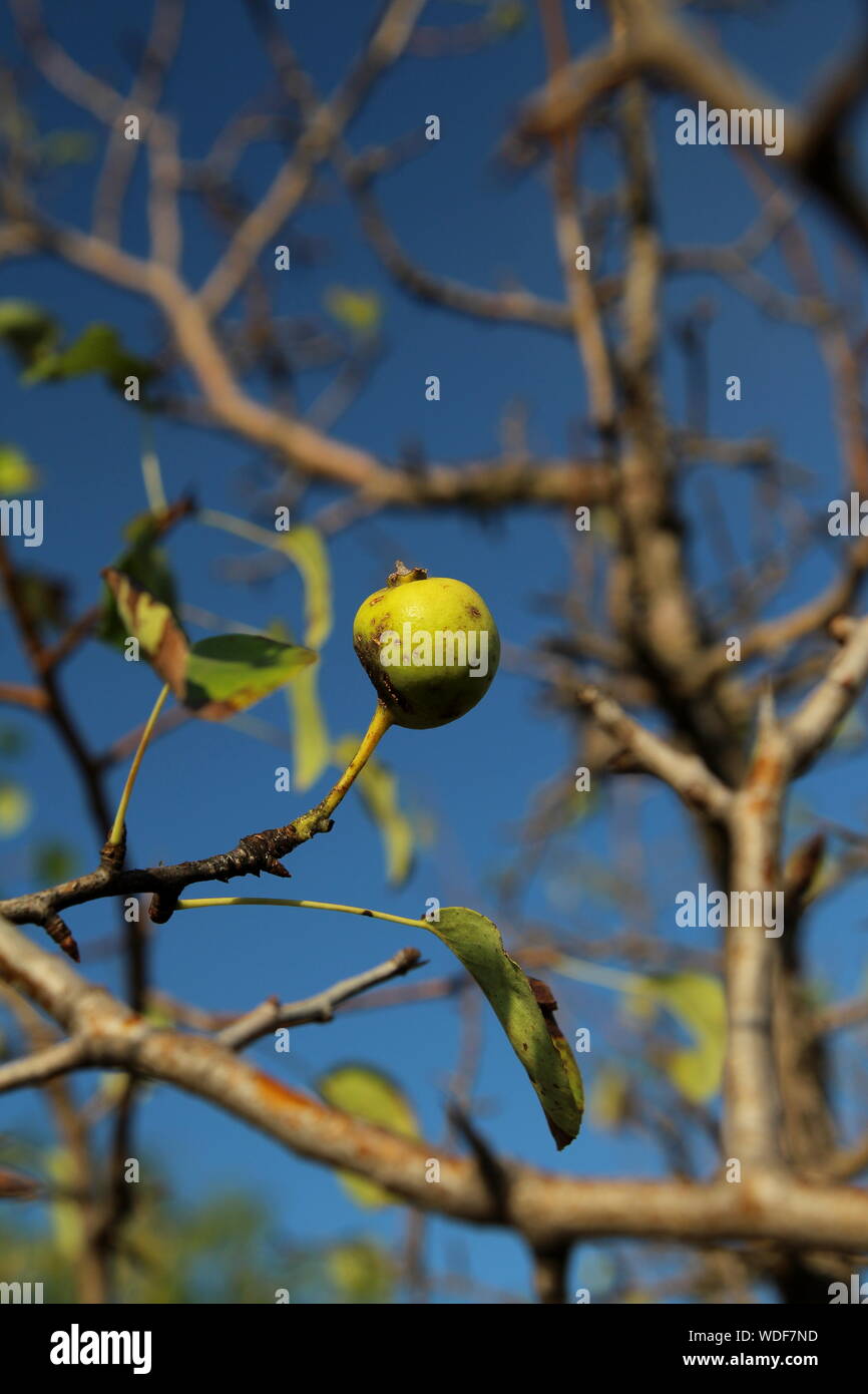 Wild apple. Only one left on a twig Stock Photo - Alamy