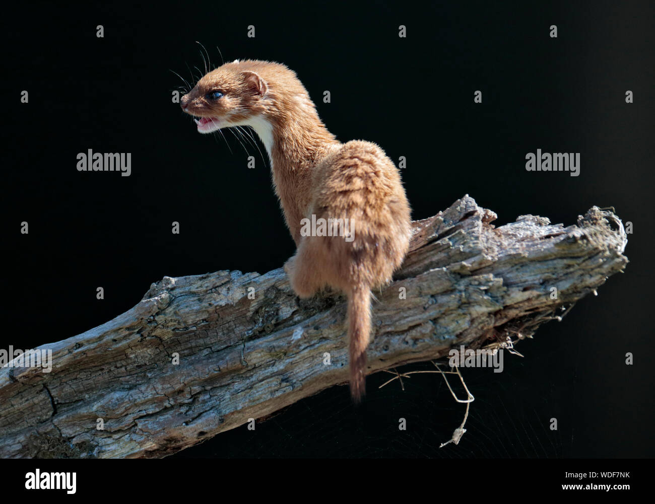 Least weasel uk hi-res stock photography and images - Alamy