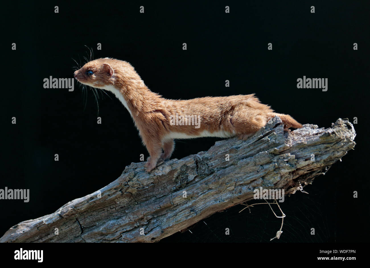 Eurasian Weasel/Least Weasel (mustela nivalis), UK Stock Photo - Alamy