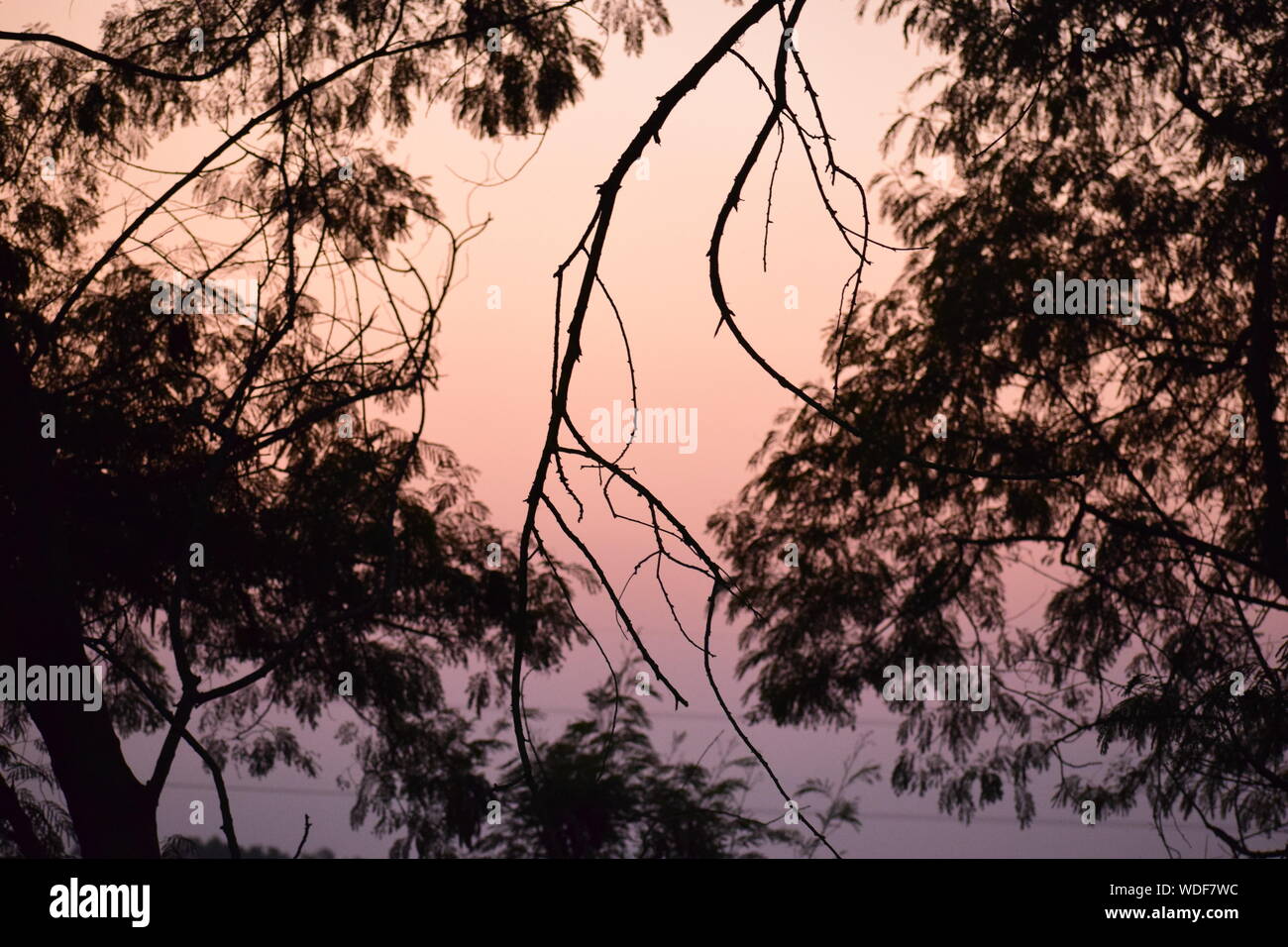 Trees View in the sunset india Stock Photo - Alamy