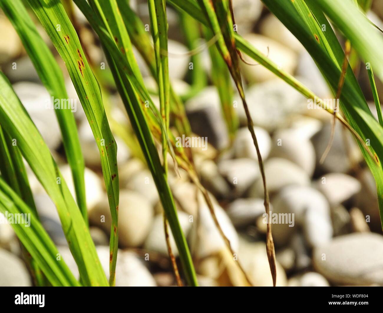 See grass hi-res stock photography and images - Alamy