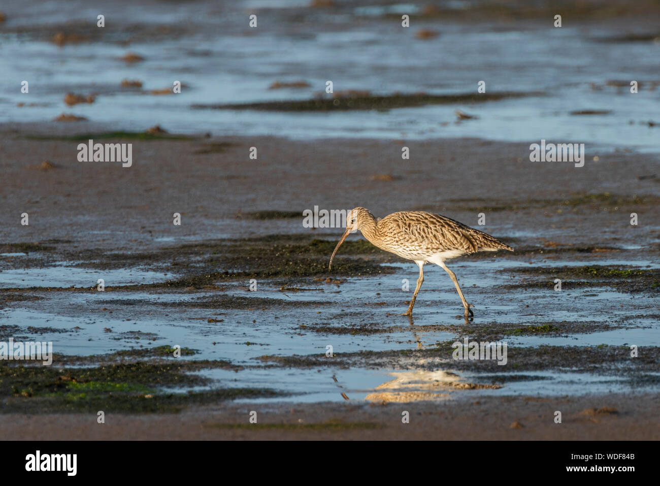 Common curlew nesting hi-res stock photography and images - Alamy