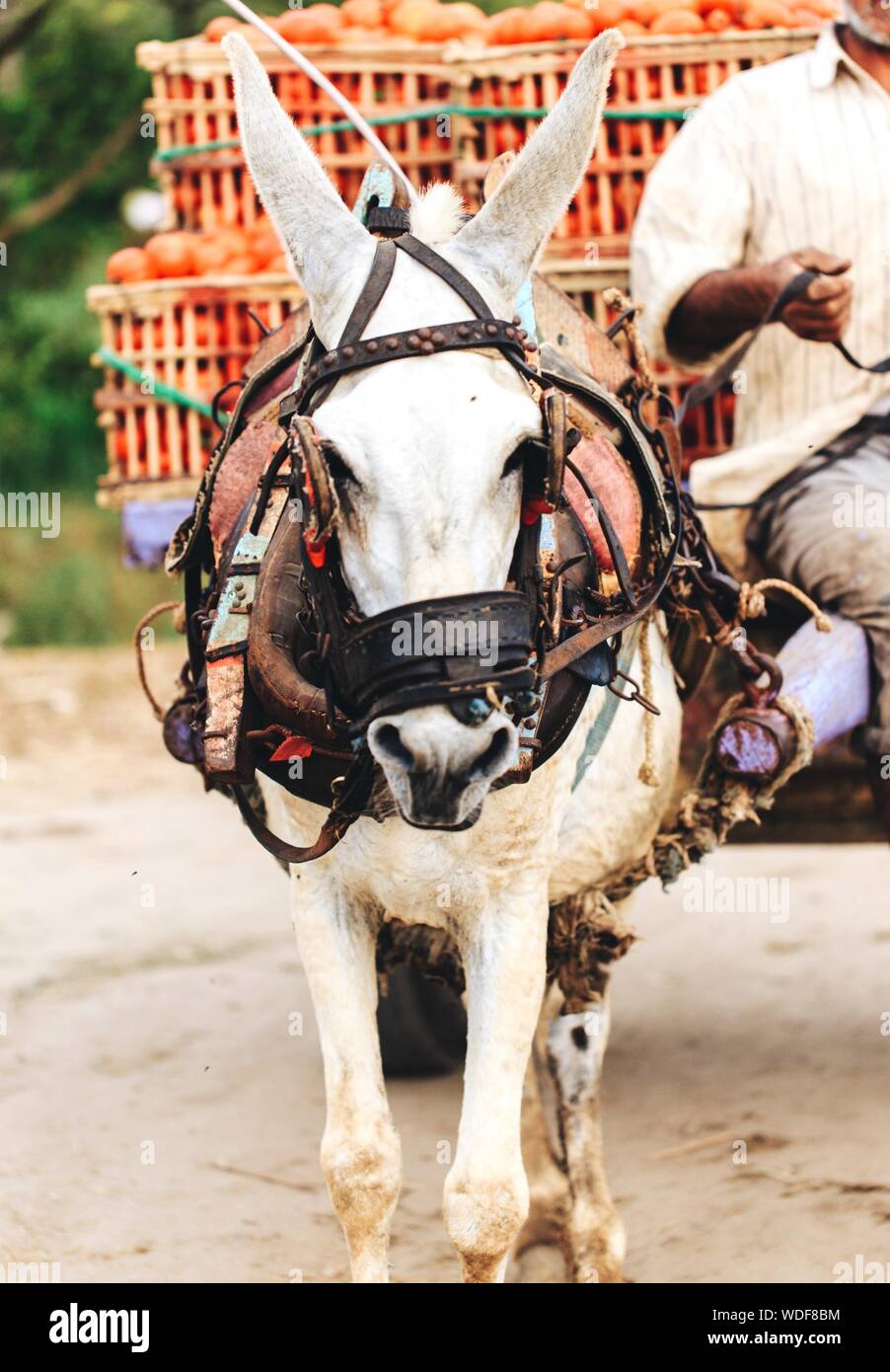 Man Riding Donkey High Resolution Stock Photography and Images - Alamy