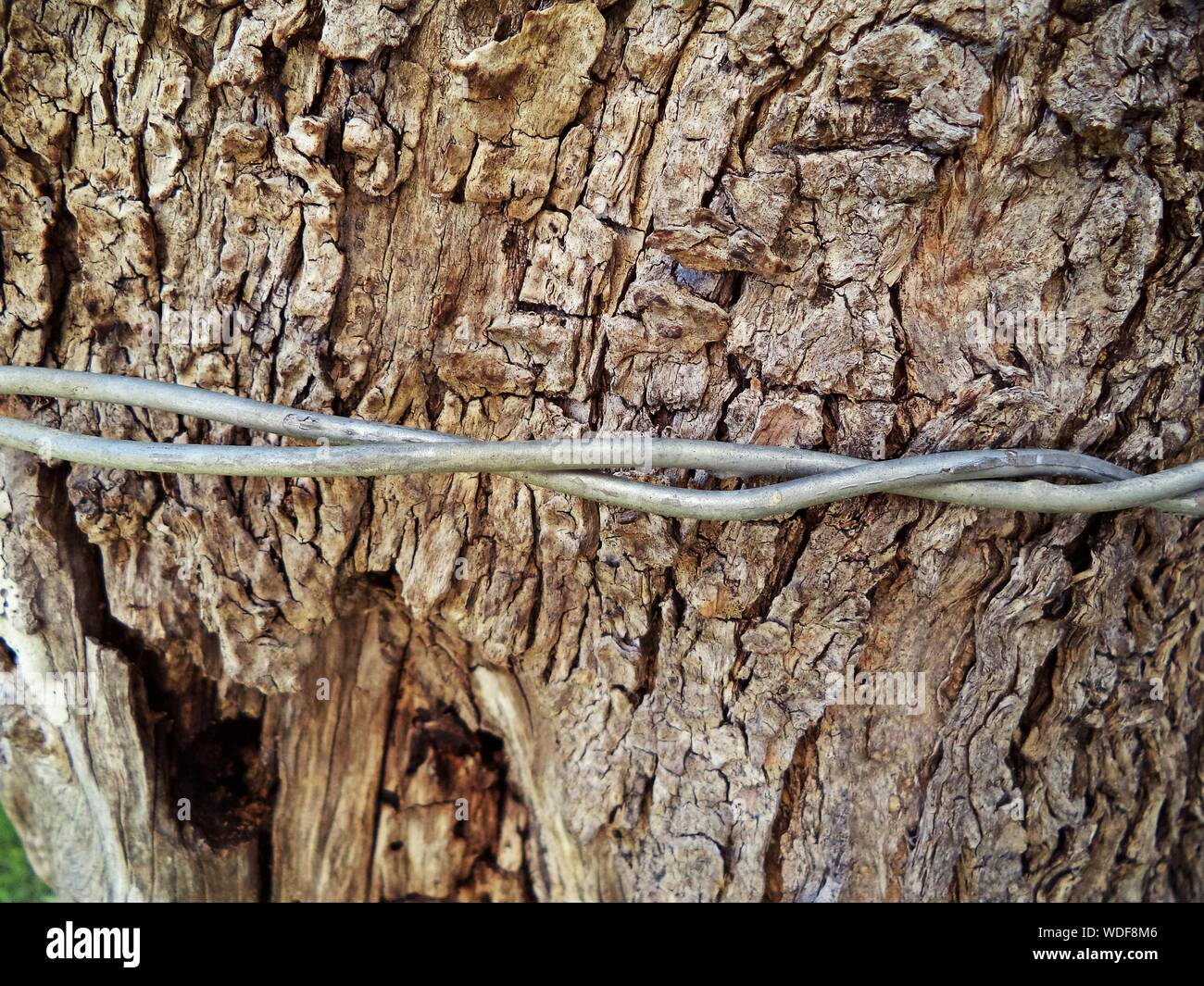 Metal in tree trunk hi-res stock photography and images - Alamy