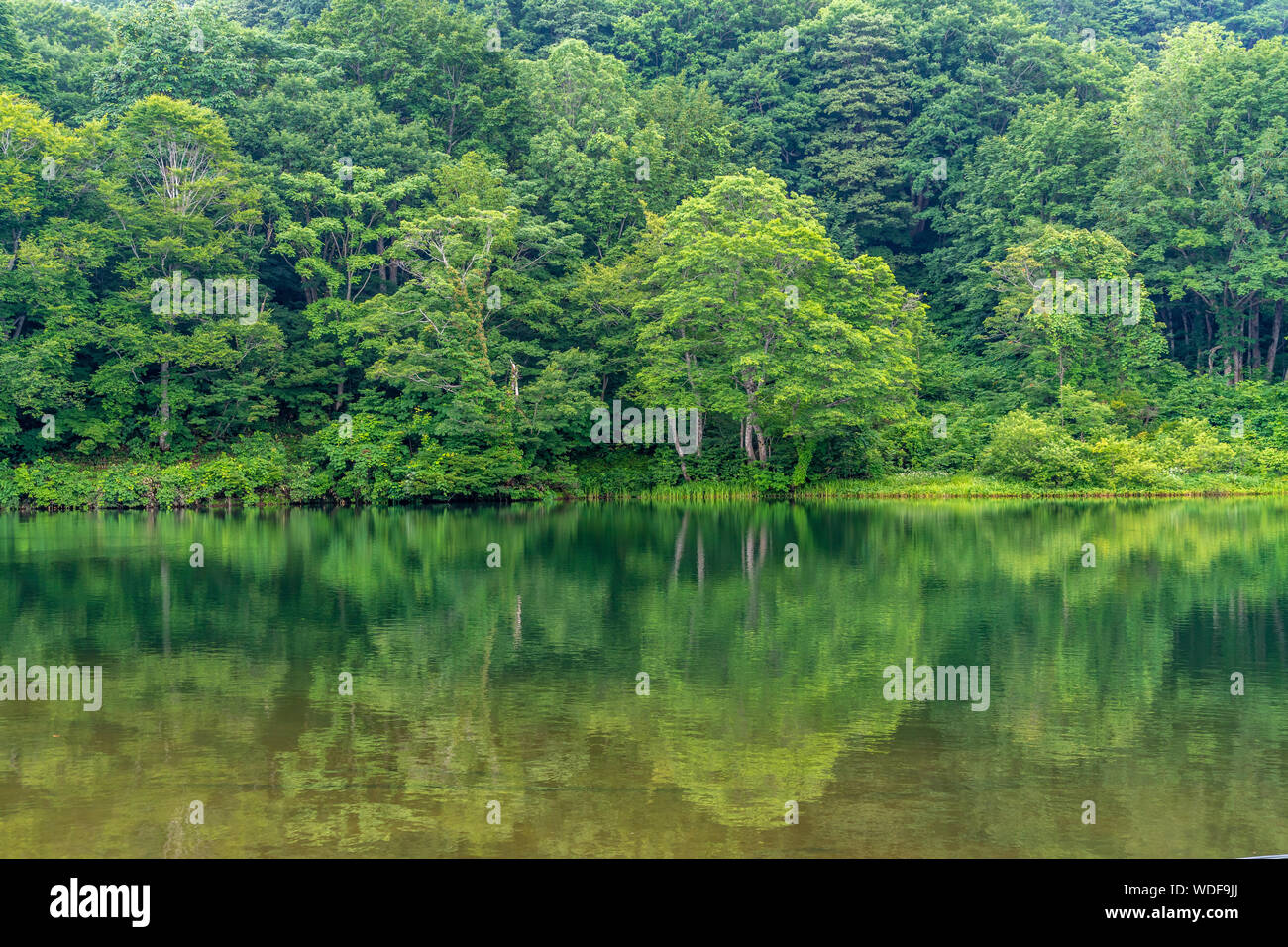 Goshiki-numa lake in Nishikawa-machi, Yamagata Prefecture, Japan Stock ...