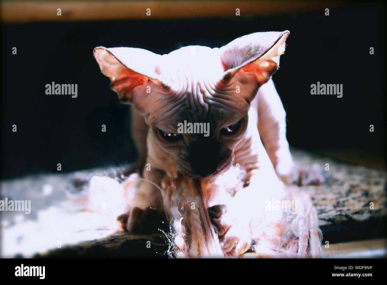 Hairless cat kitten hi-res stock photography and images - Alamy
