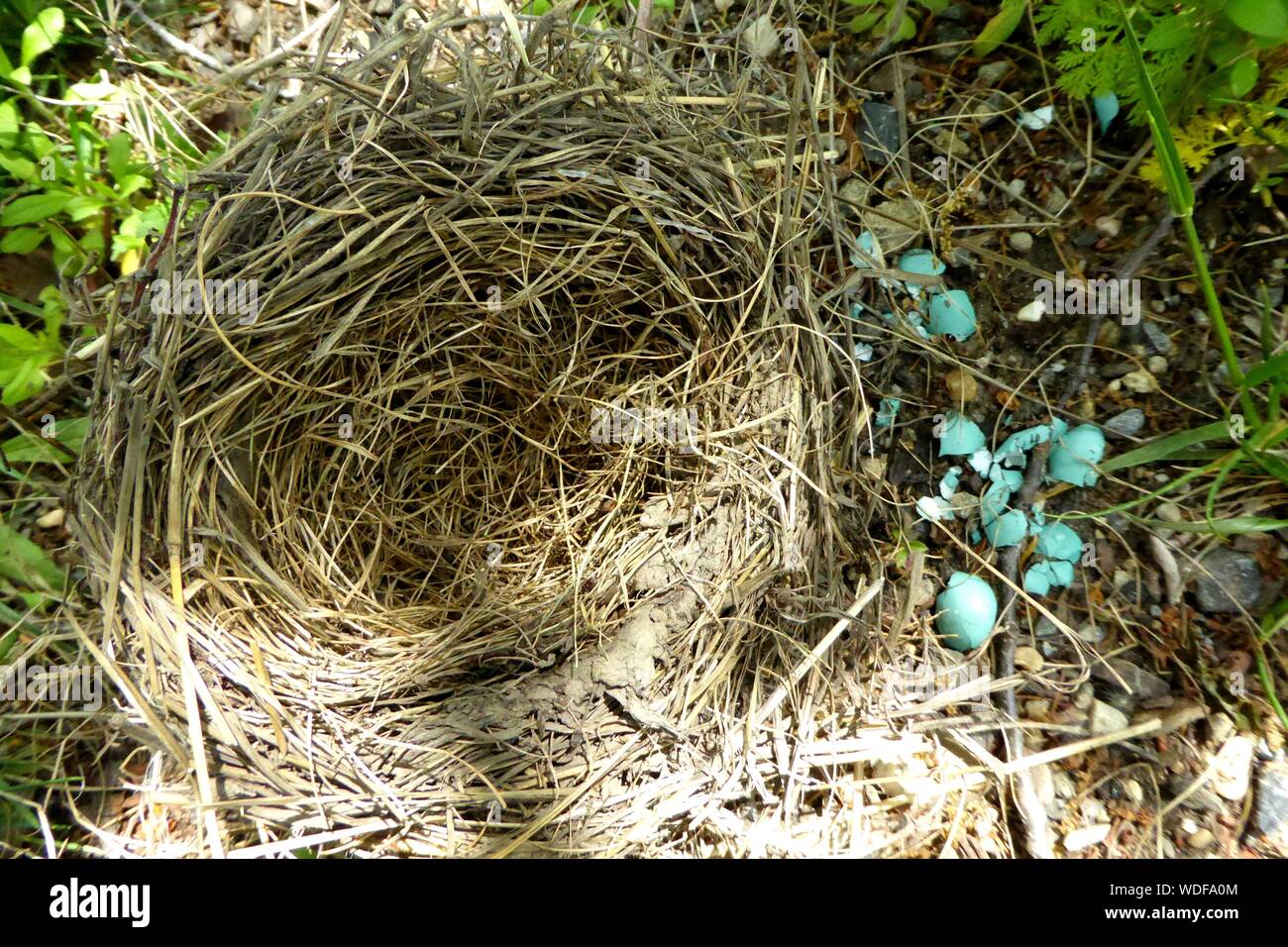 Close up bird nest hi-res stock photography and images - Alamy