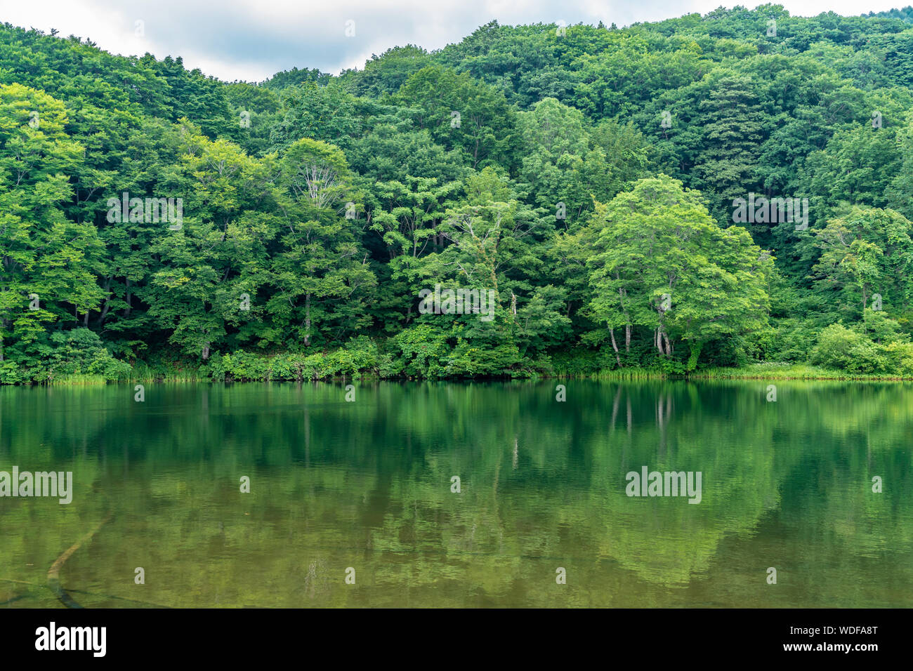 Goshiki-numa lake in Nishikawa-machi, Yamagata Prefecture, Japan Stock ...