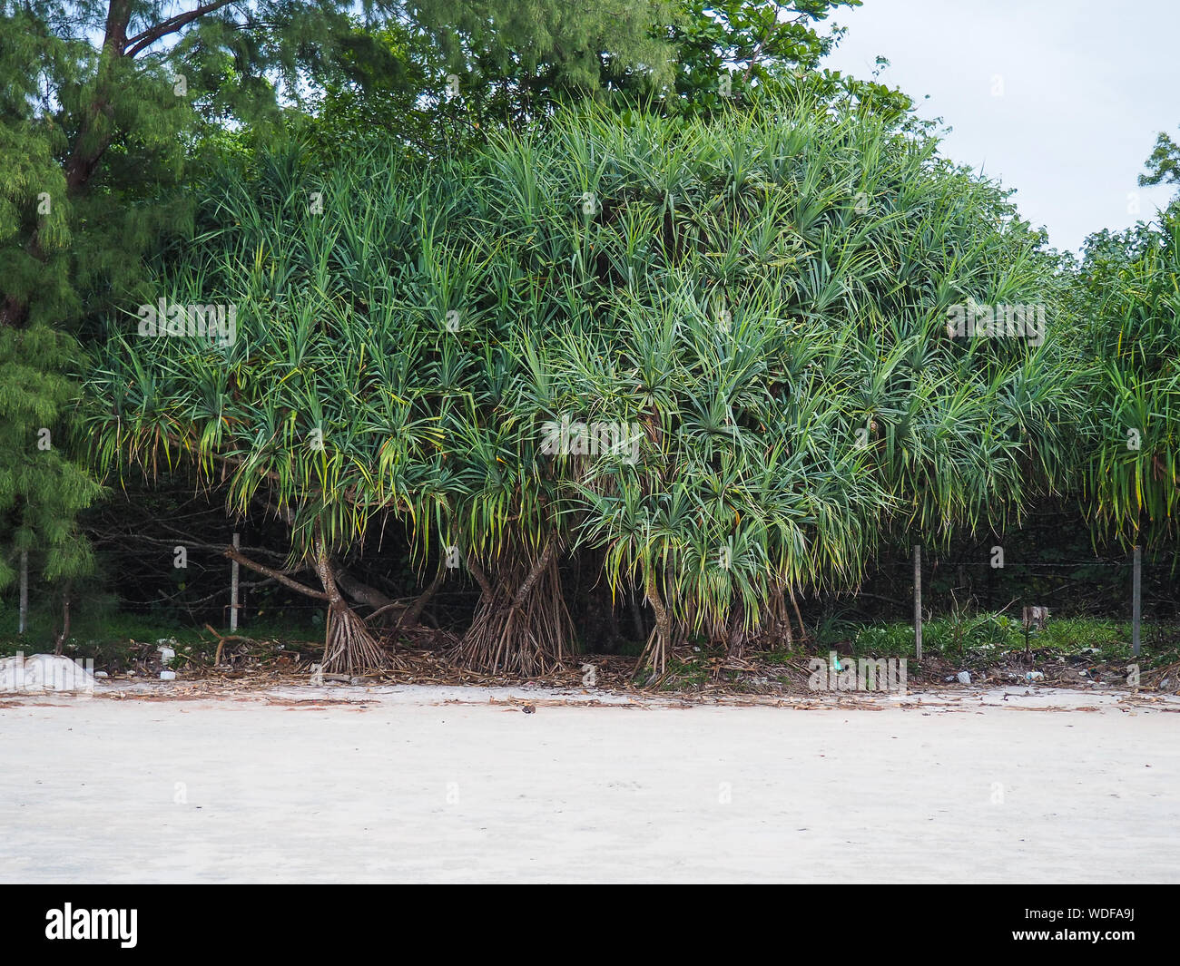 Trees By Sand At Beach Stock Photo - Alamy