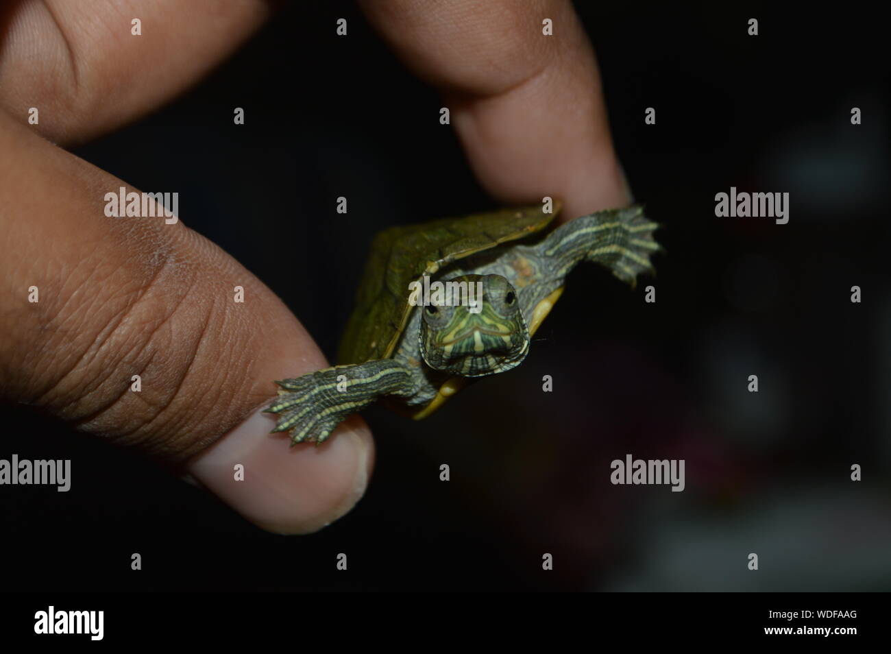 Person holding turtle hi-res stock photography and images - Alamy