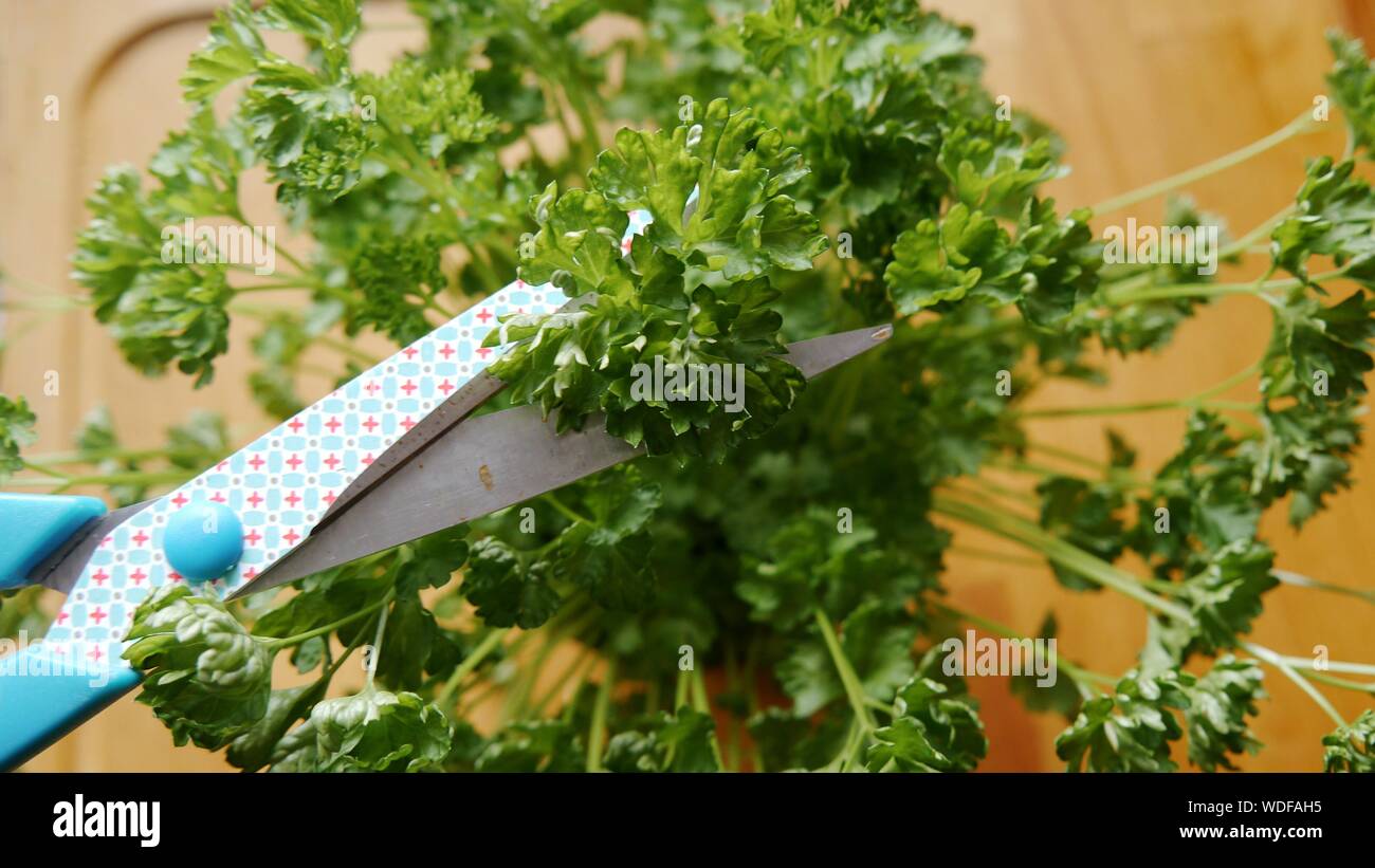 Cutting plant hi-res stock photography and images - Alamy