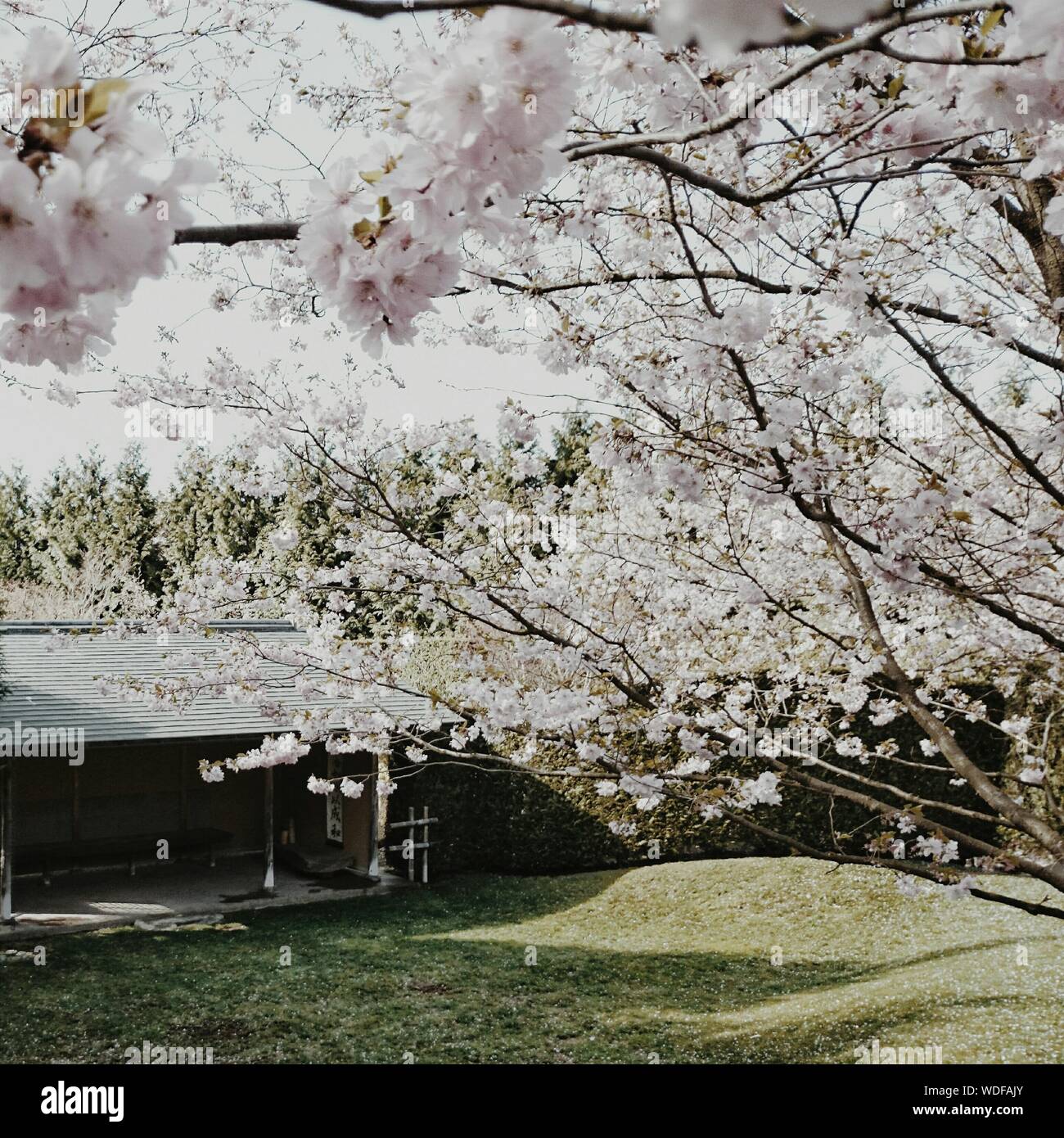 Cherry with structure hi-res stock photography and images - Alamy