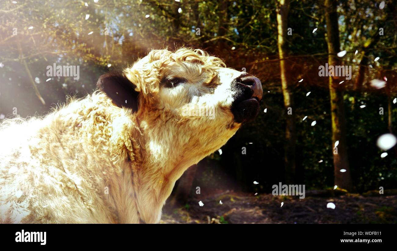 Flying sheep hi-res stock photography and images - Alamy