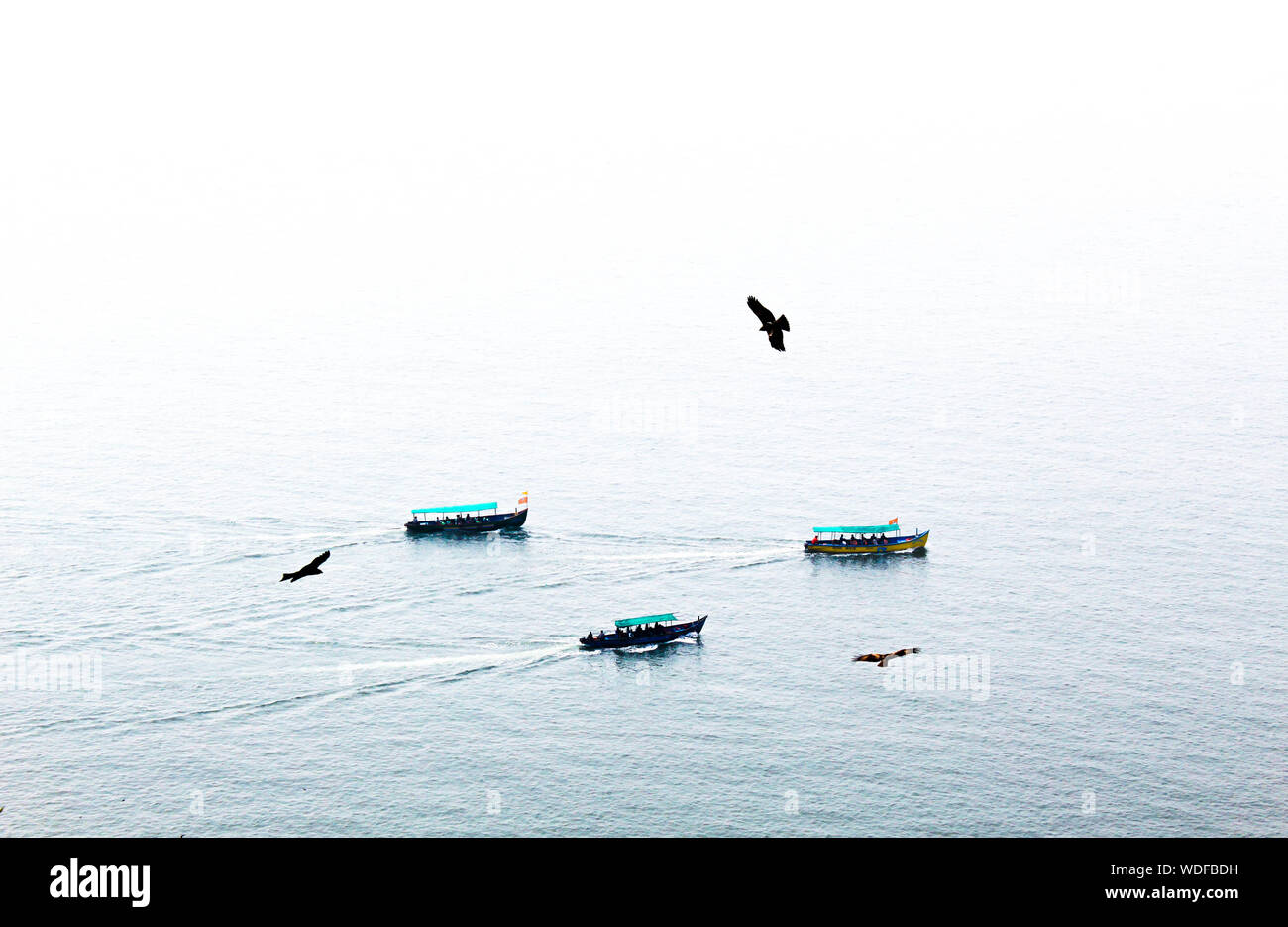 Sailing birds hi-res stock photography and images - Alamy