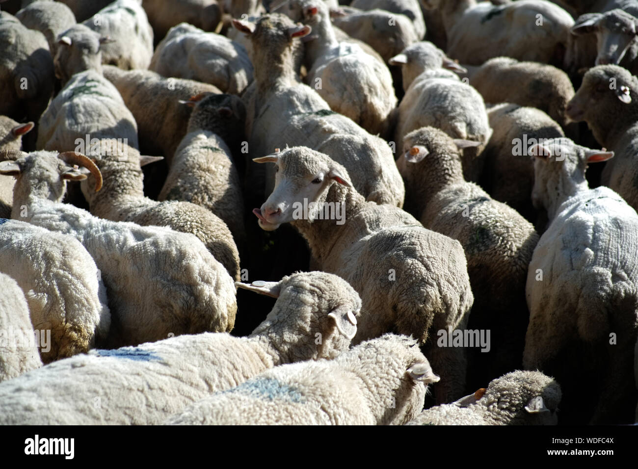 Group shot of sheep hi-res stock photography and images - Alamy