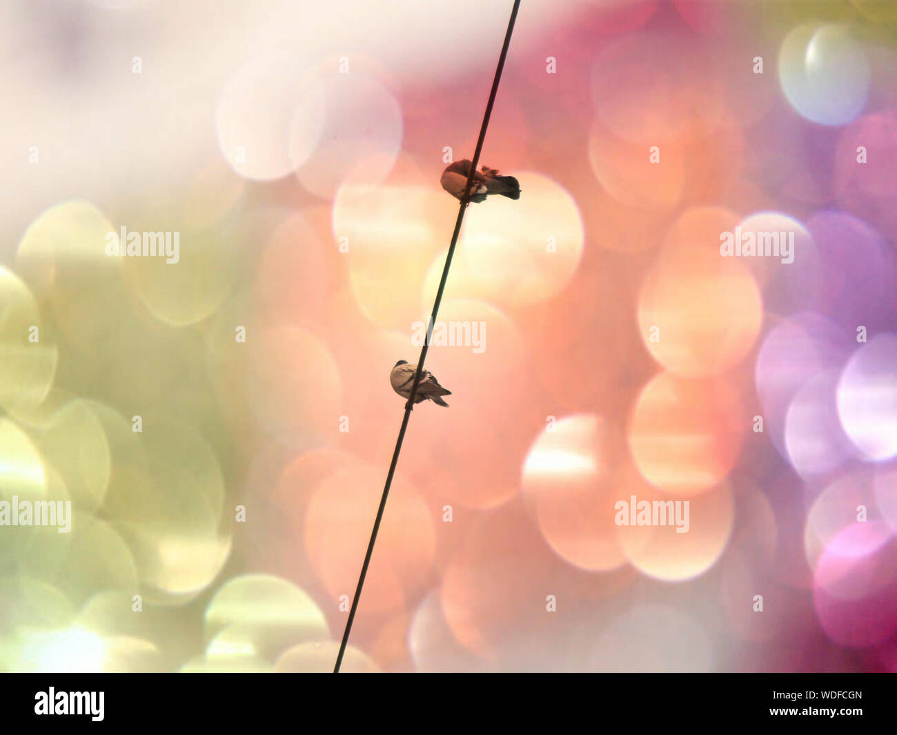 See through flower hi-res stock photography and images - Alamy