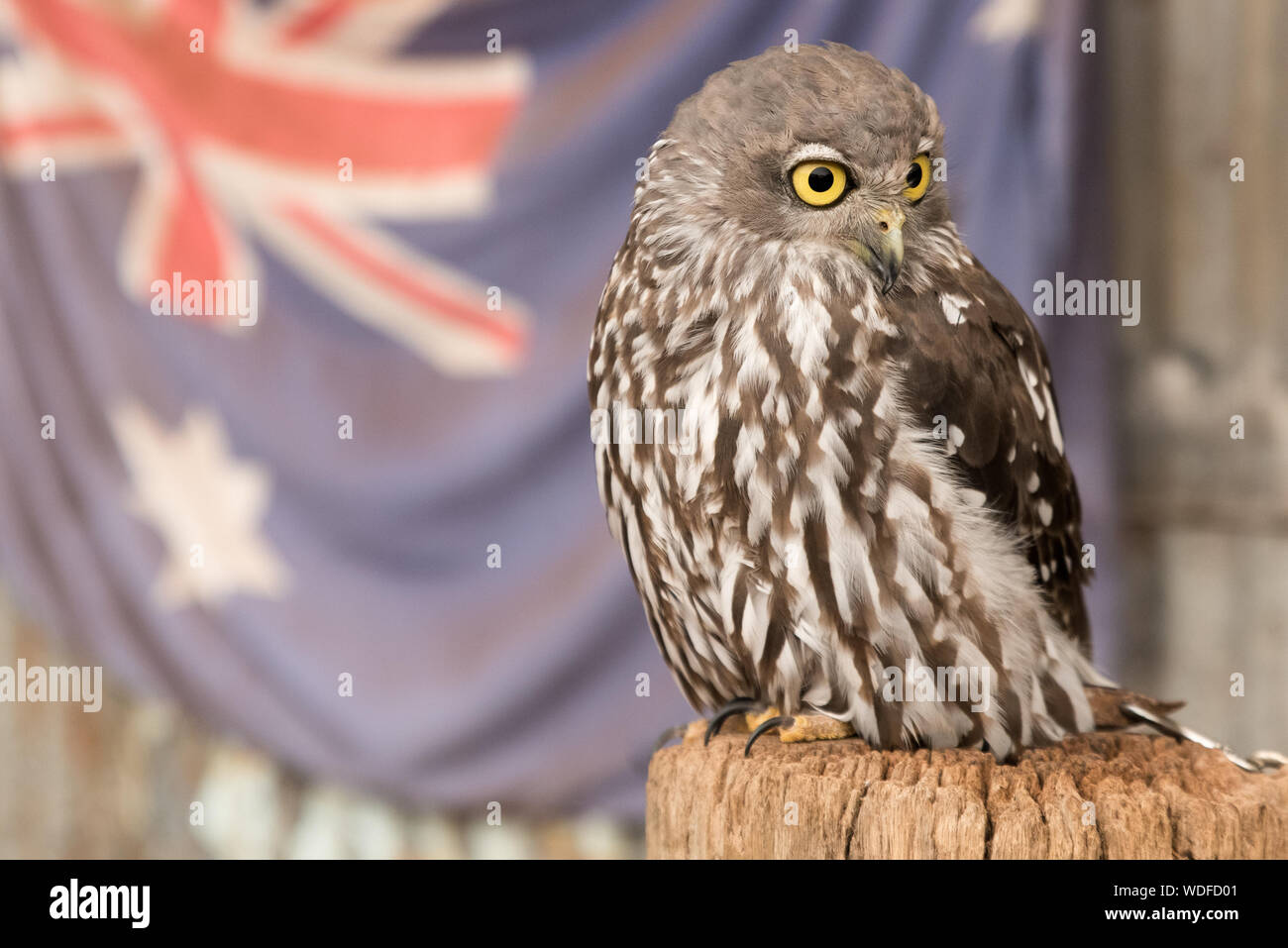 Australian Bird Of Prey High Resolution Stock Photography and Images ...