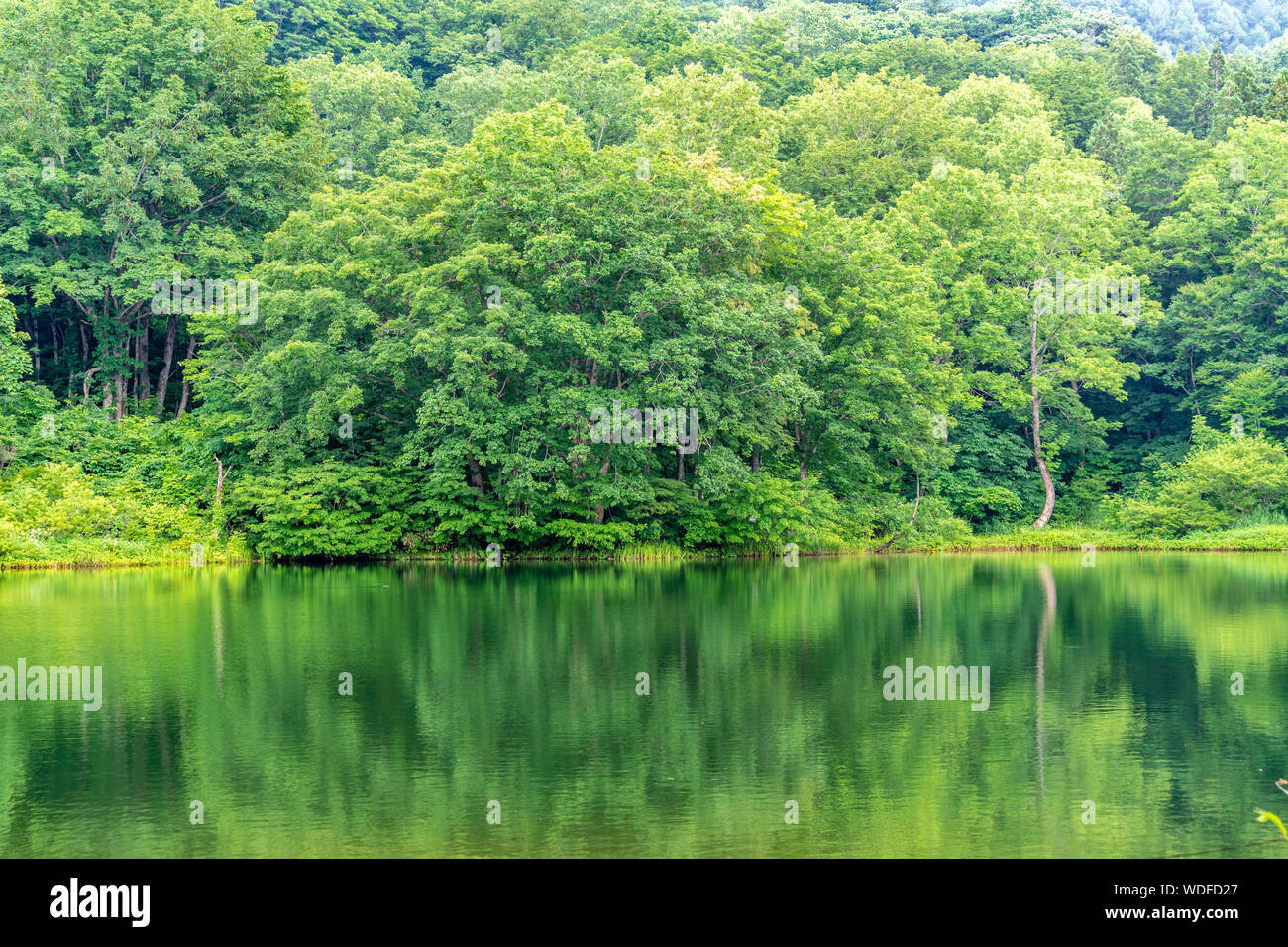 Goshiki-numa lake in Nishikawa-machi, Yamagata Prefecture, Japan Stock ...