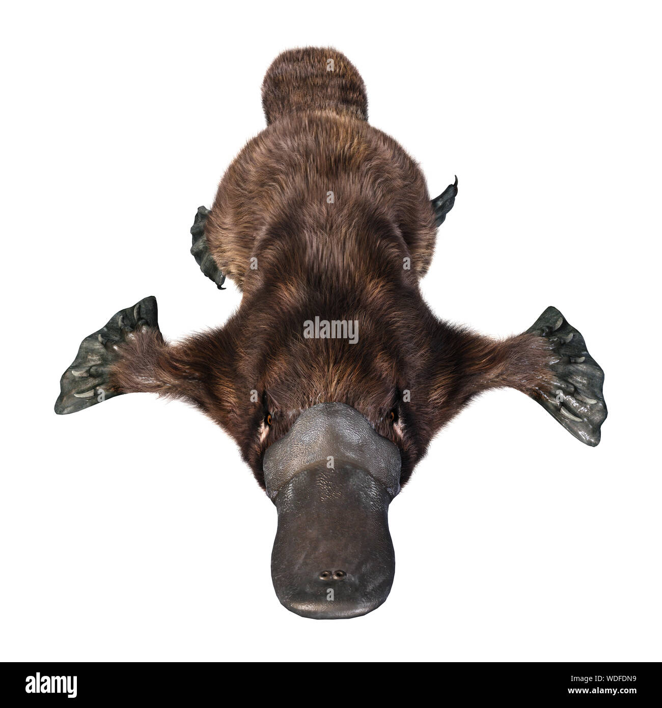 3D rendering of an exotic animal platypus isolated on white background ...