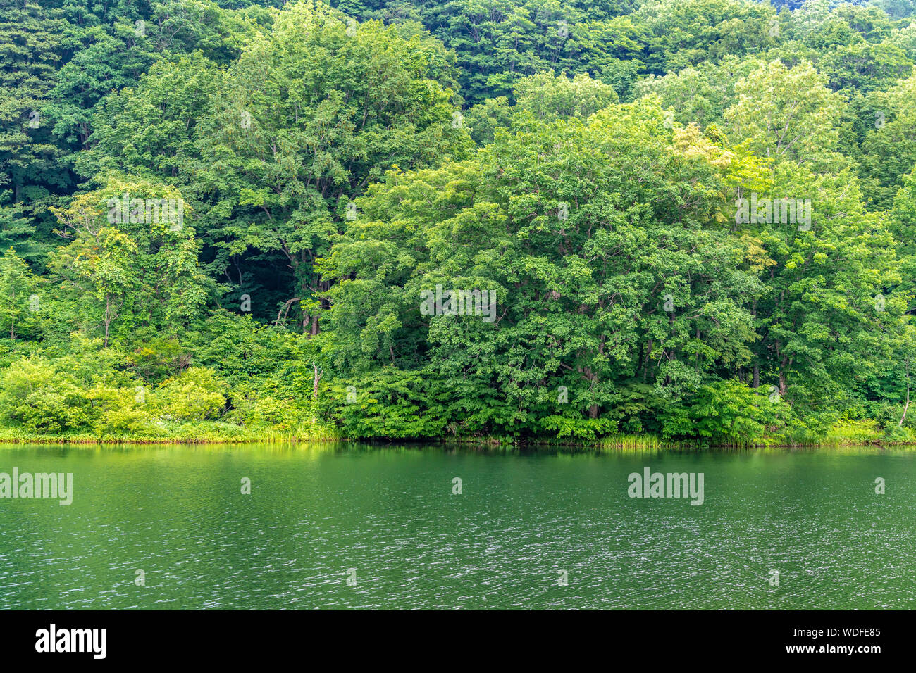 Goshiki-numa lake in Nishikawa-machi, Yamagata Prefecture, Japan Stock ...