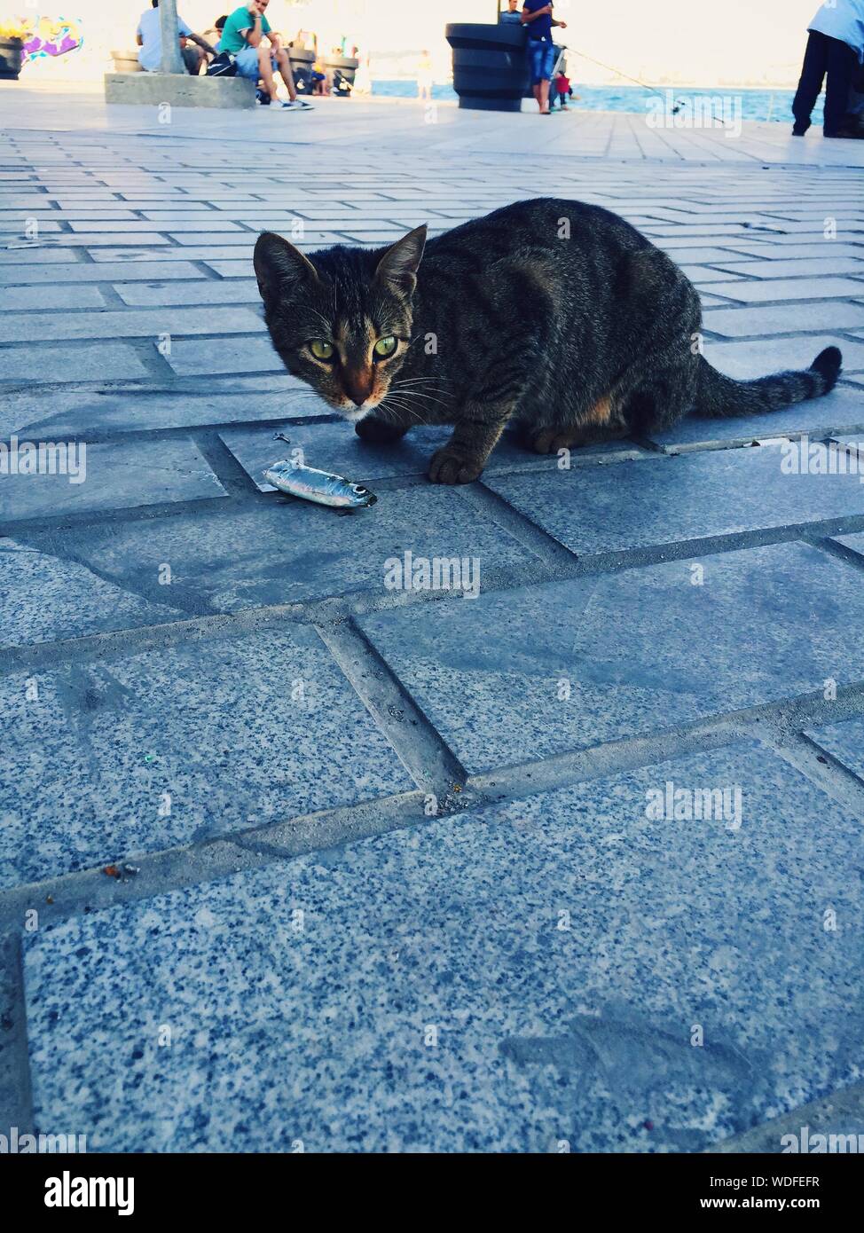 Cat Eating Fish