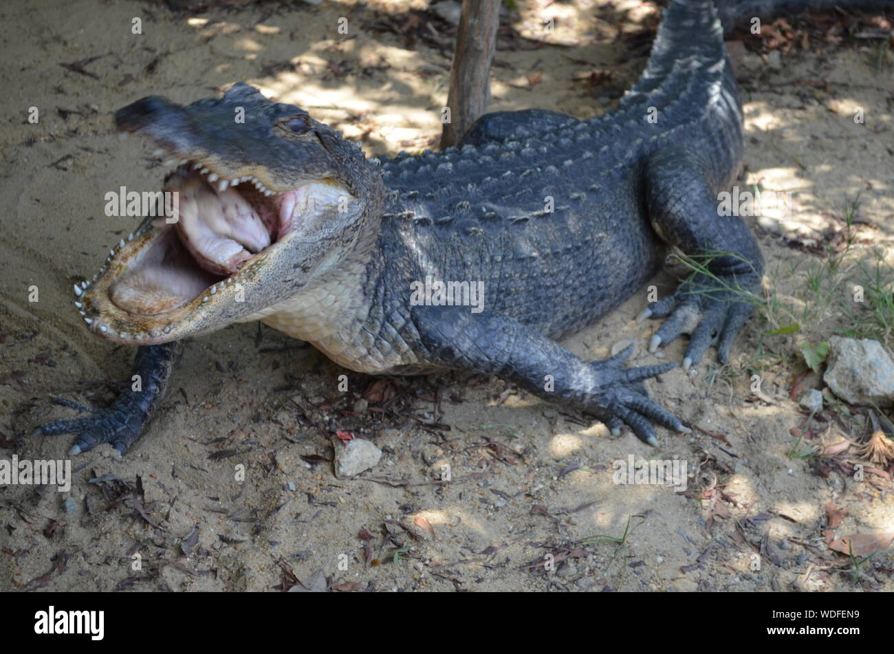High Angle View Of Alligator With Open Mouth On Field Stock Photo - Alamy