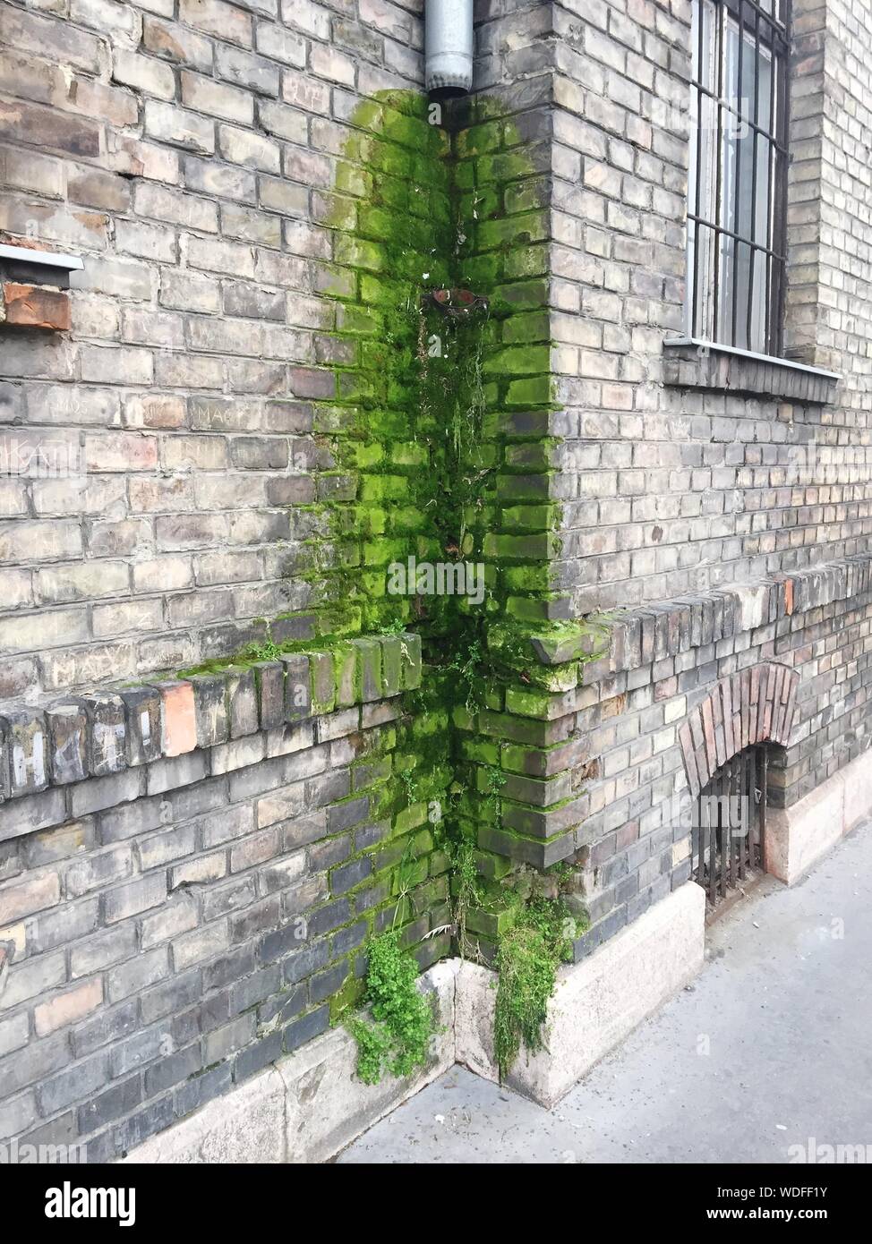 Moss covered building hi-res stock photography and images - Alamy