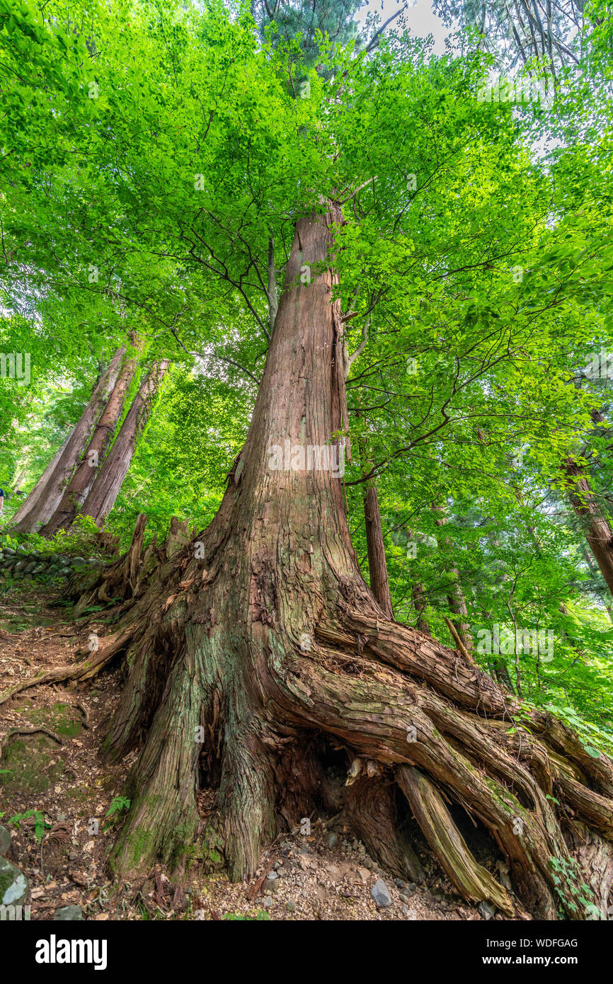 Ancient Sugi trees (Cryptomeria japonica) or Japanese Cedar at Mount ...