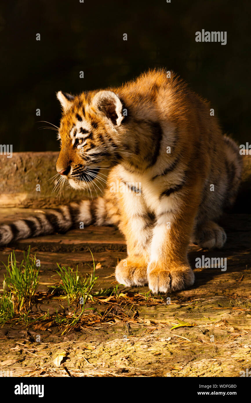 Amur/Siberian Tiger Cub (Panthera Tigris Altaica) Sitting Down Stock ...
