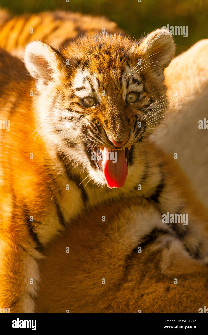 Amur/Siberian Tiger Cub (Panthera Tigris Altaica) Sitting On Mother ...