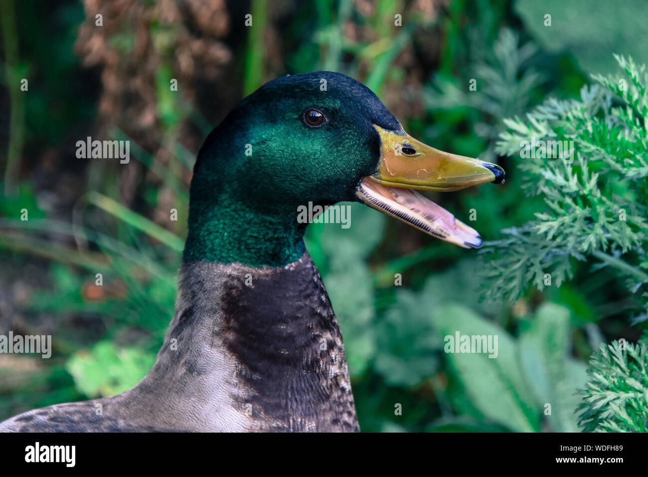 Quacking hi-res stock photography and images - Alamy