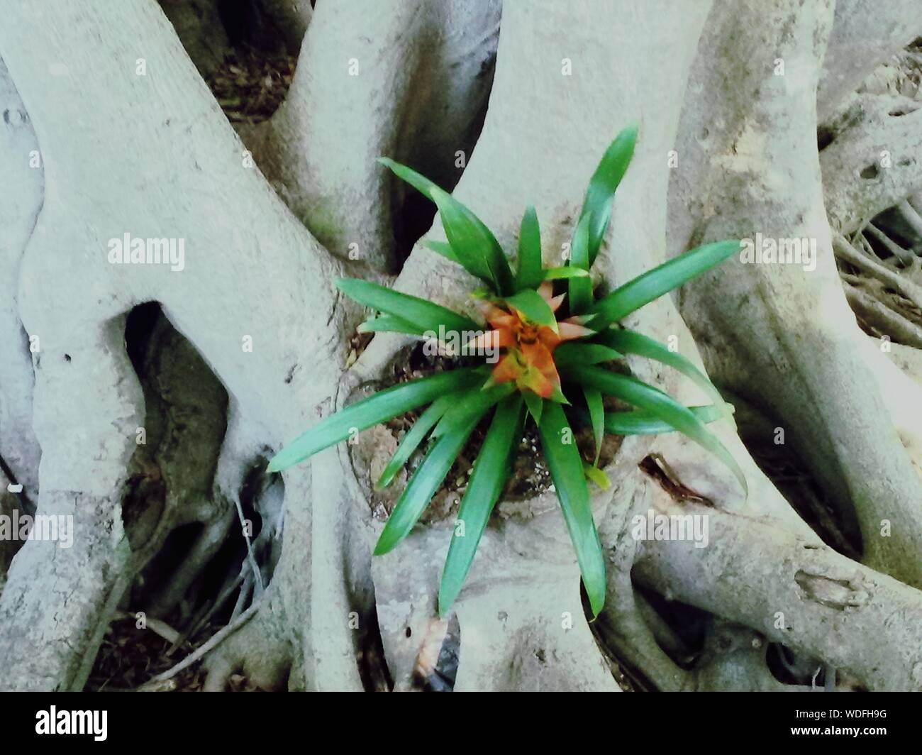 Overgrown plant roots hi-res stock photography and images - Alamy