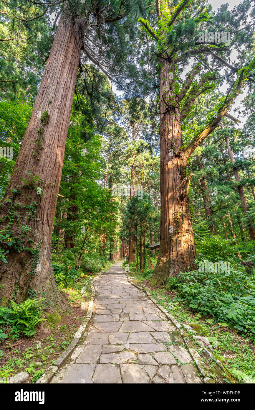 Stone path and Ancient Sugi trees (Cryptomeria japonica) or Japanese ...
