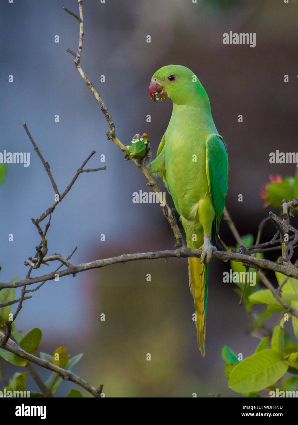 Parrot eating tree hi-res stock photography and images - Alamy