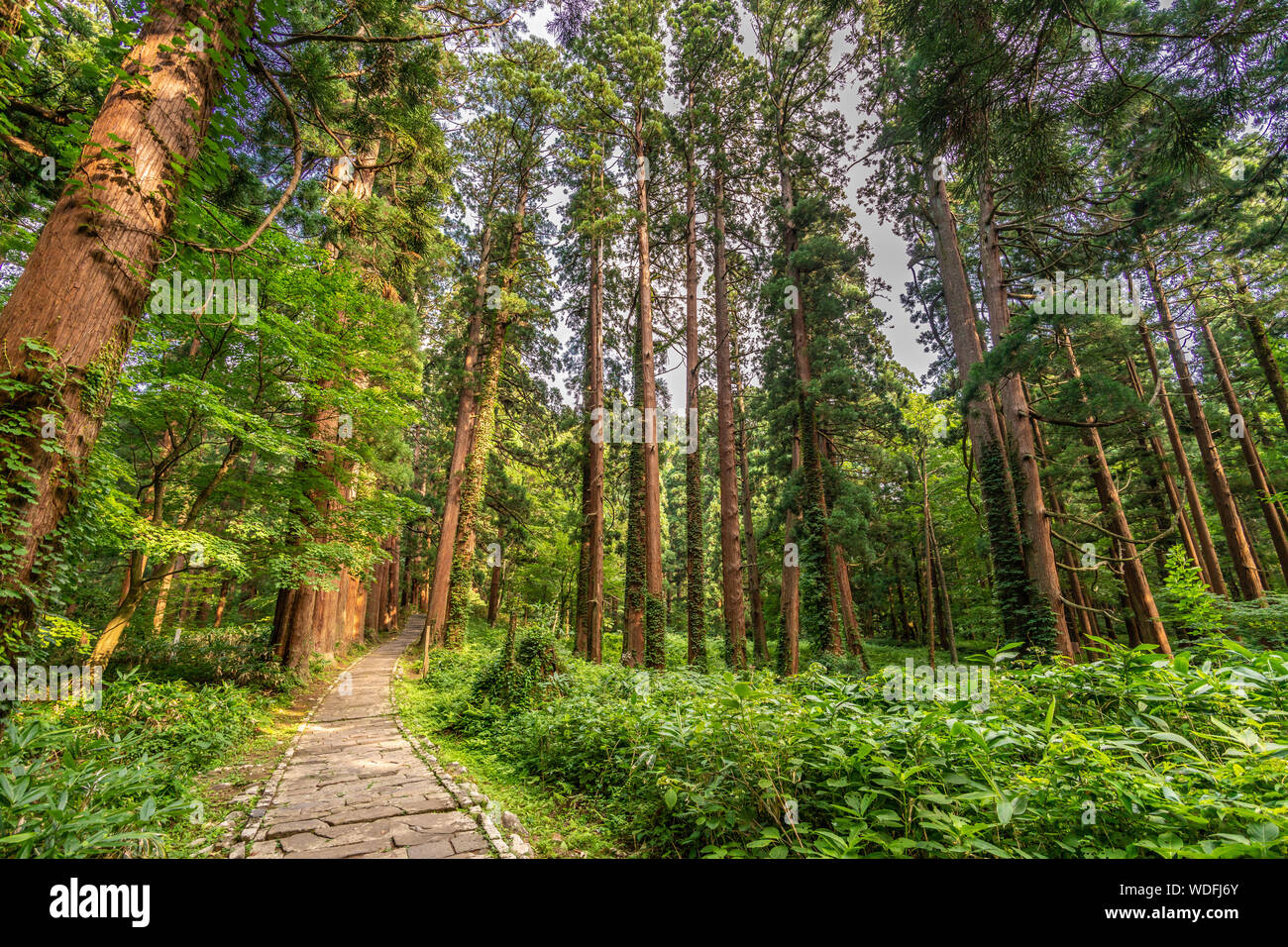 Stone path and Sugi trees (Cryptomeria japonica) or Japanese Cedar ...