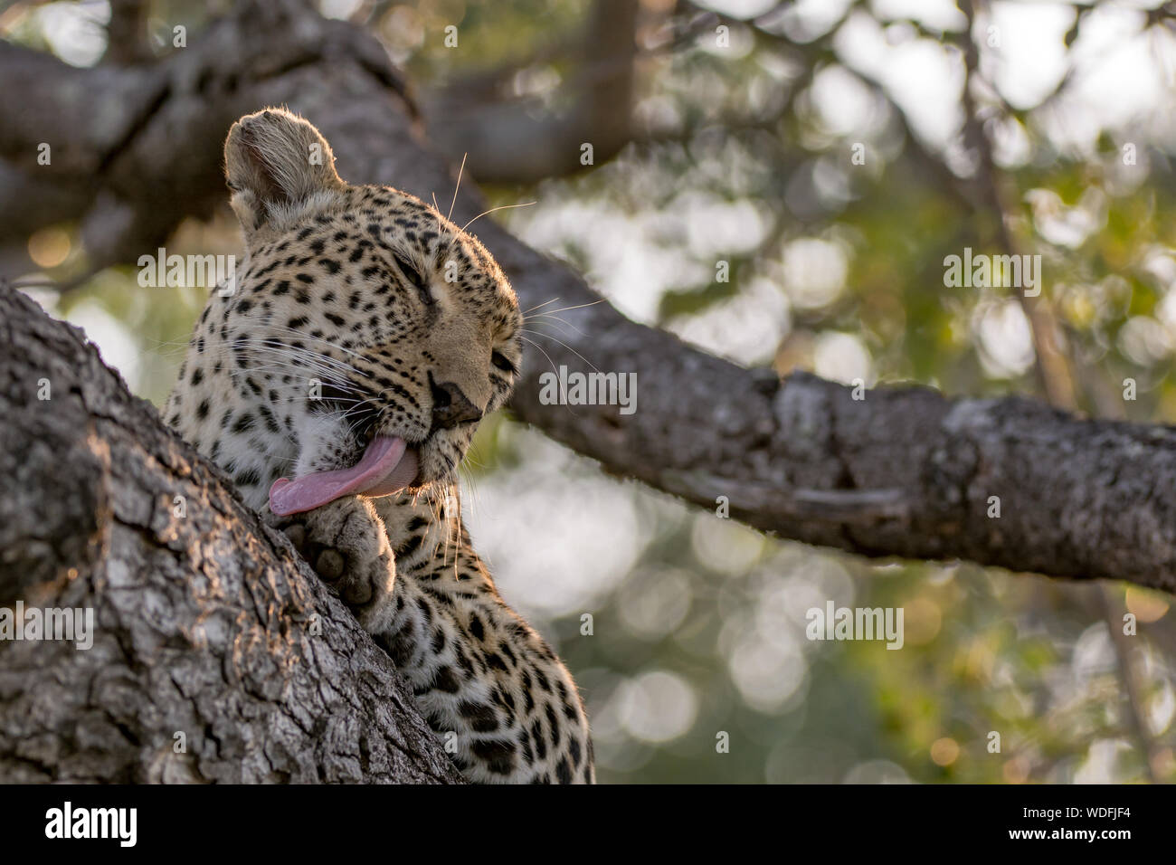 Leopard sitting on tree hi-res stock photography and images - Alamy
