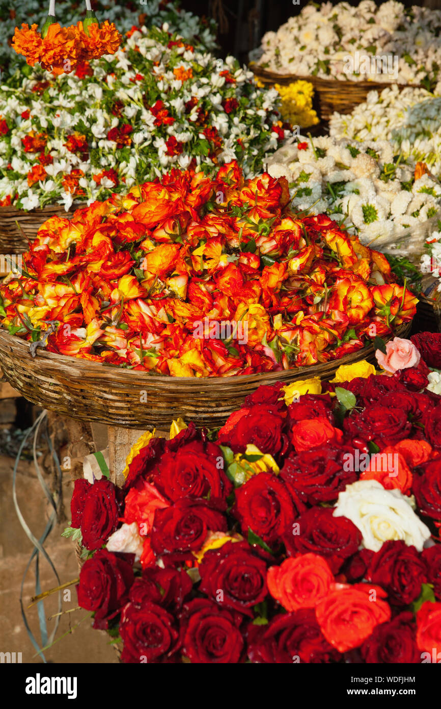 Andhra pradesh flowers hi-res stock photography and images - Alamy