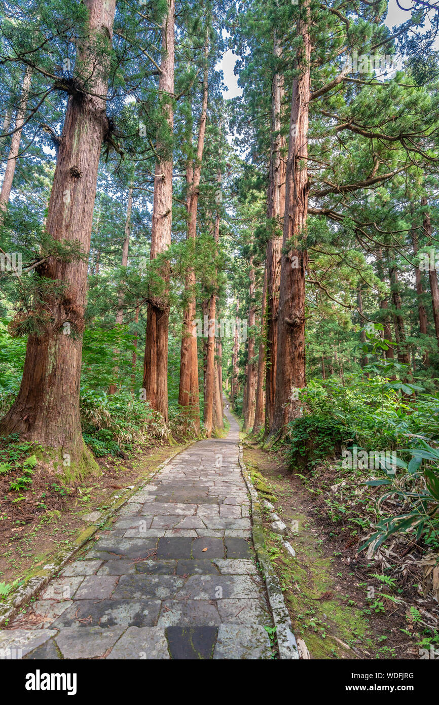 Stone path and Ancient Sugi trees (Cryptomeria japonica) or Japanese ...