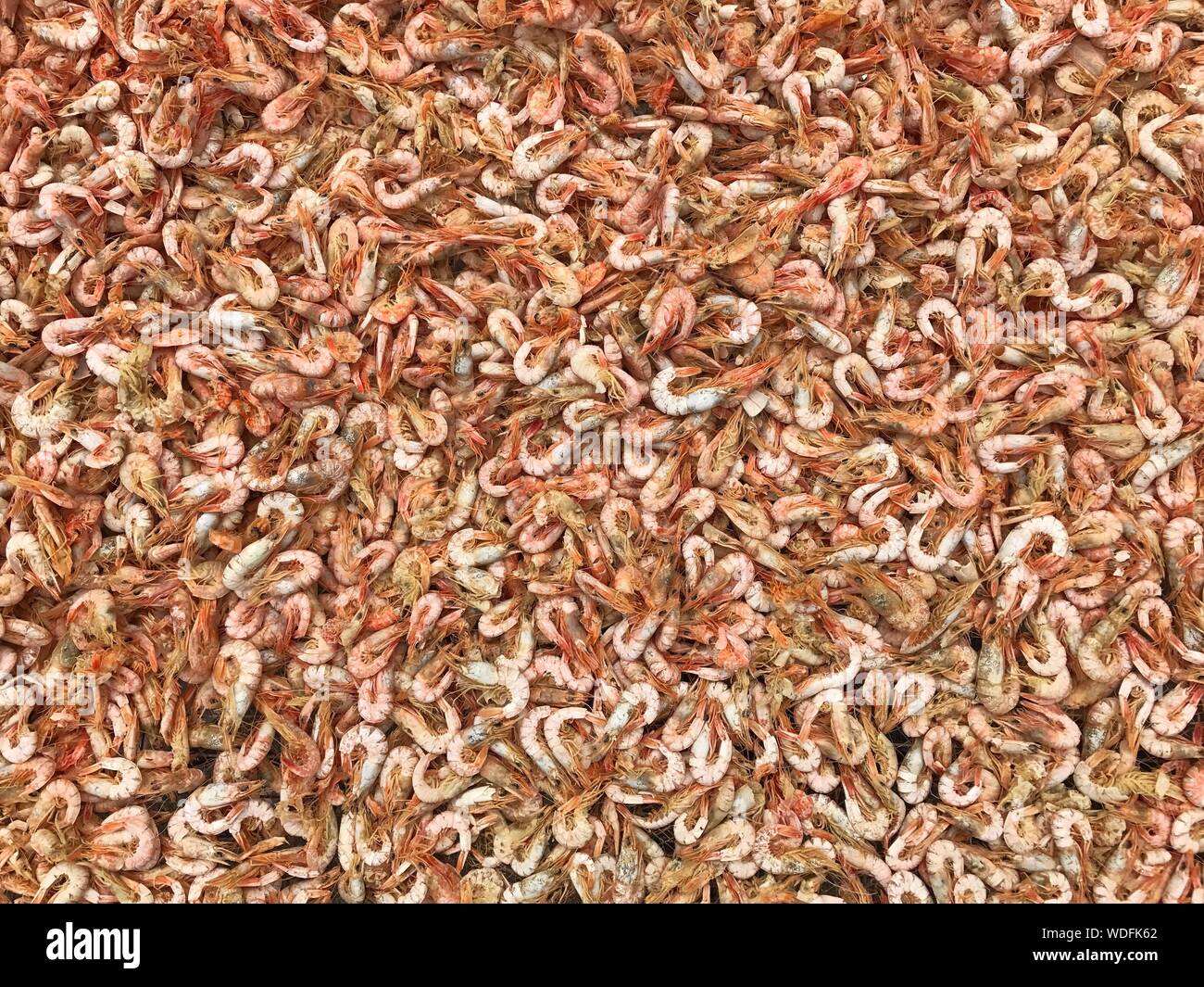Drying Shrimp High Resolution Stock Photography and Images - Alamy