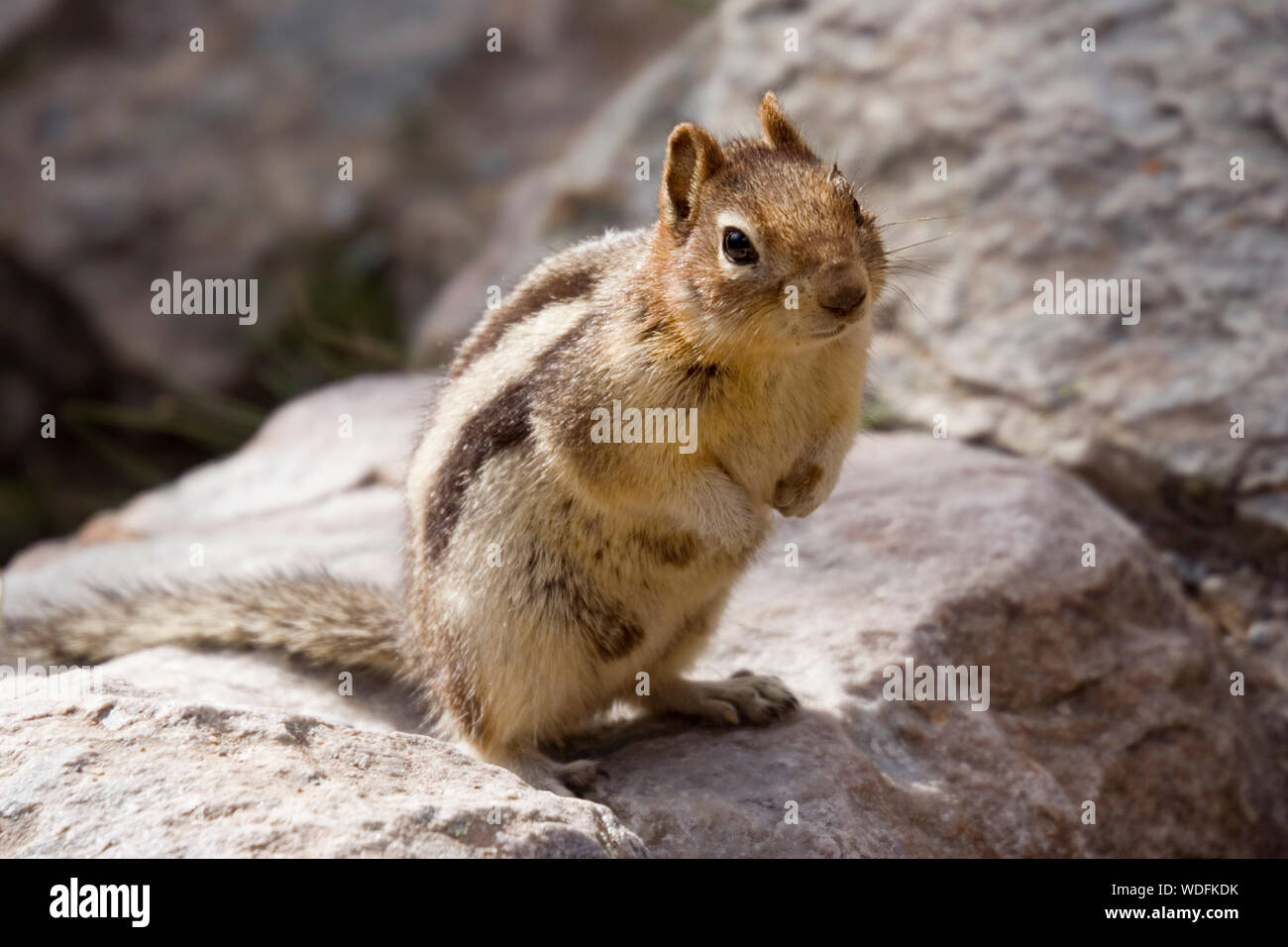 Chipmunk standing up hi-res stock photography and images - Alamy