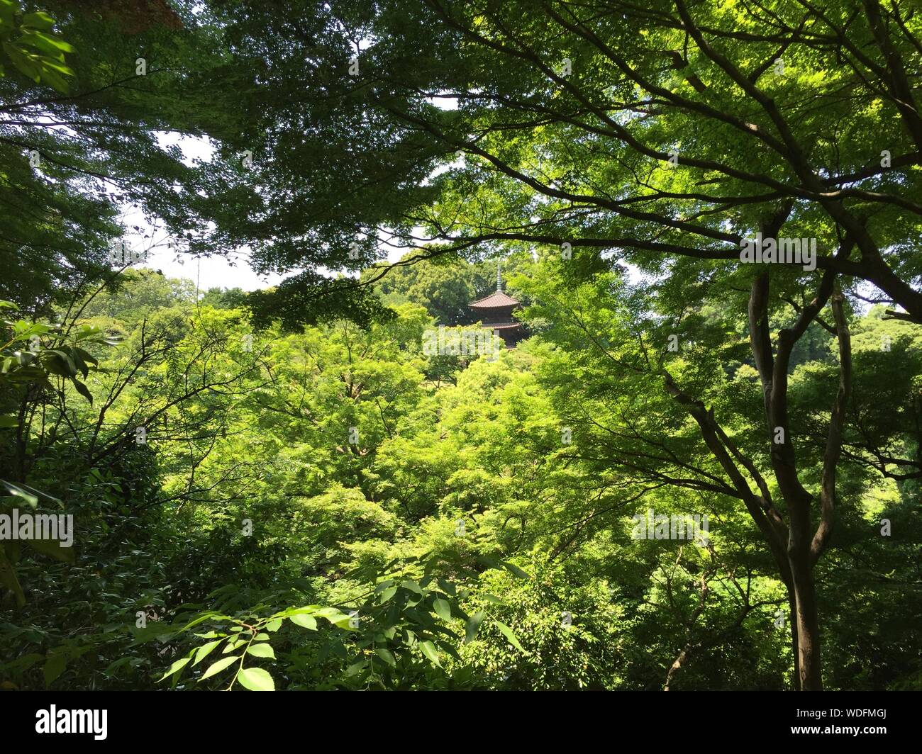 Lush green vegetation tree hi-res stock photography and images - Alamy
