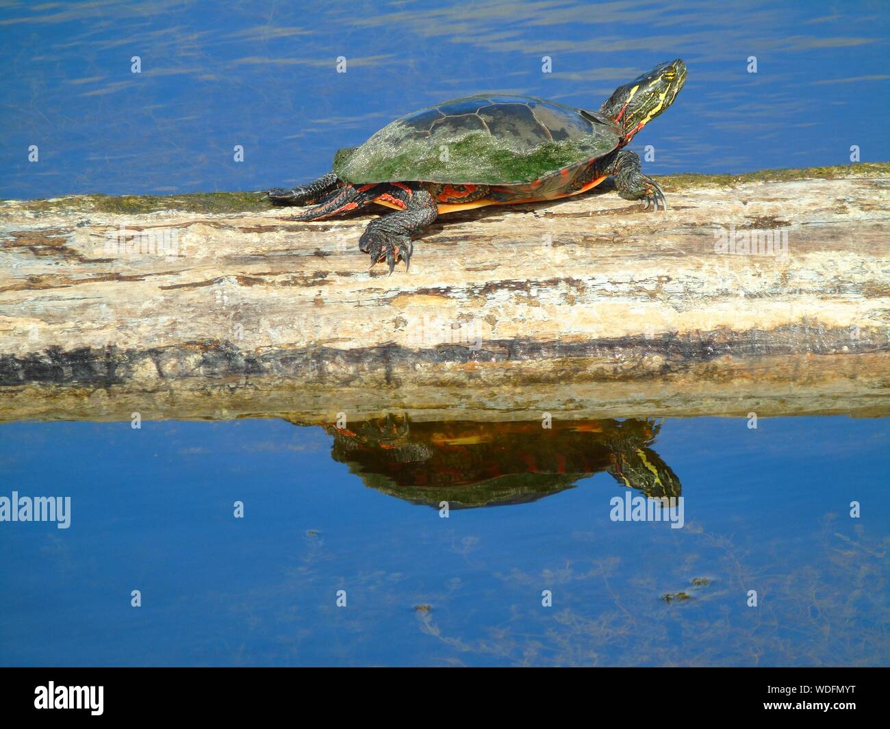 Turtle On Log High Resolution Stock Photography and Images - Alamy