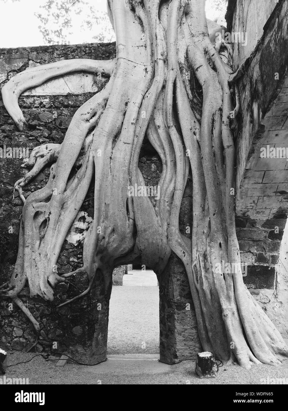 Tree arch Black and White Stock Photos & Images - Alamy