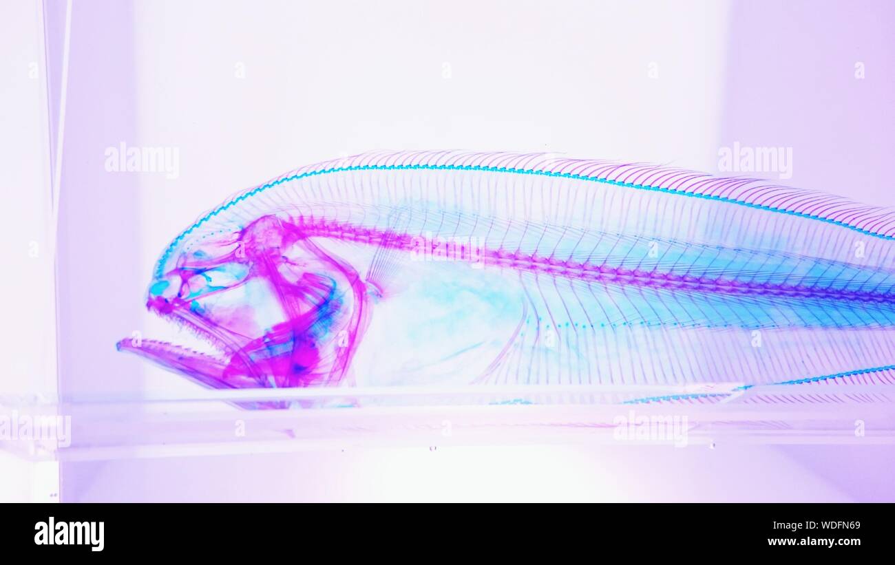 X ray fish hi-res stock photography and images - Alamy