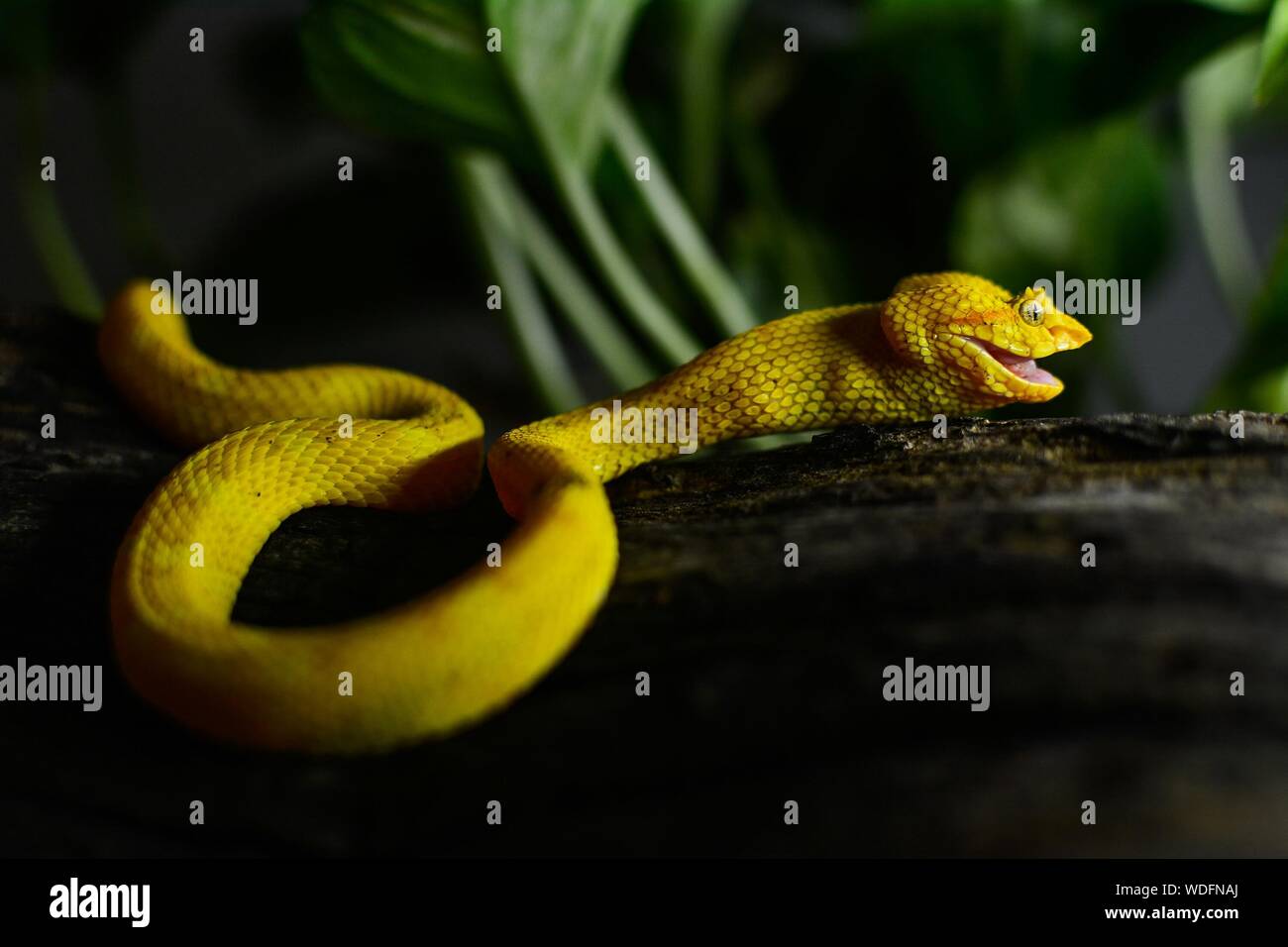 Tree viper hi-res stock photography and images - Alamy