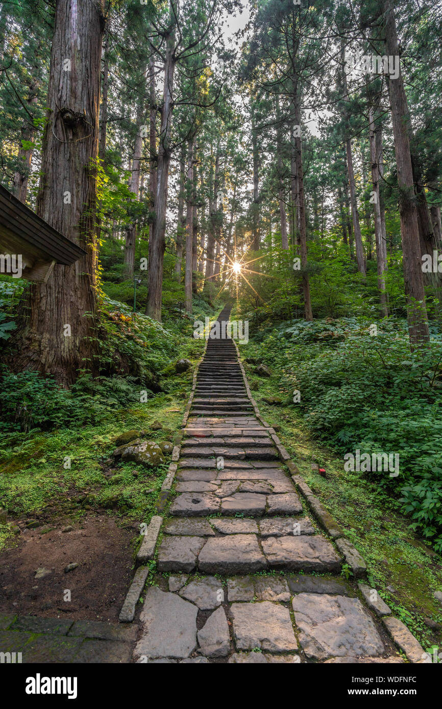 Stone path and Sugi trees (Cryptomeria japonica) or Japanese Cedar ...