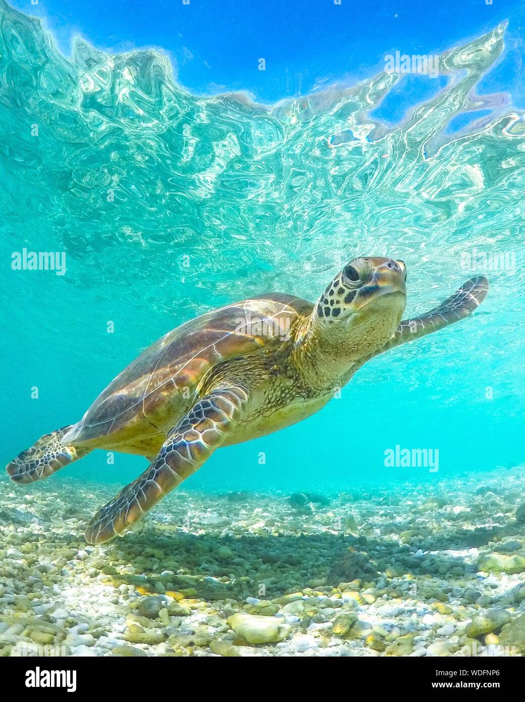 Turtle swimming hi-res stock photography and images - Alamy